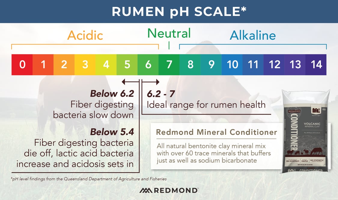 Rumen Buffers For Cattle: Redmond Conditioner vs. Sodium Bicarbonate