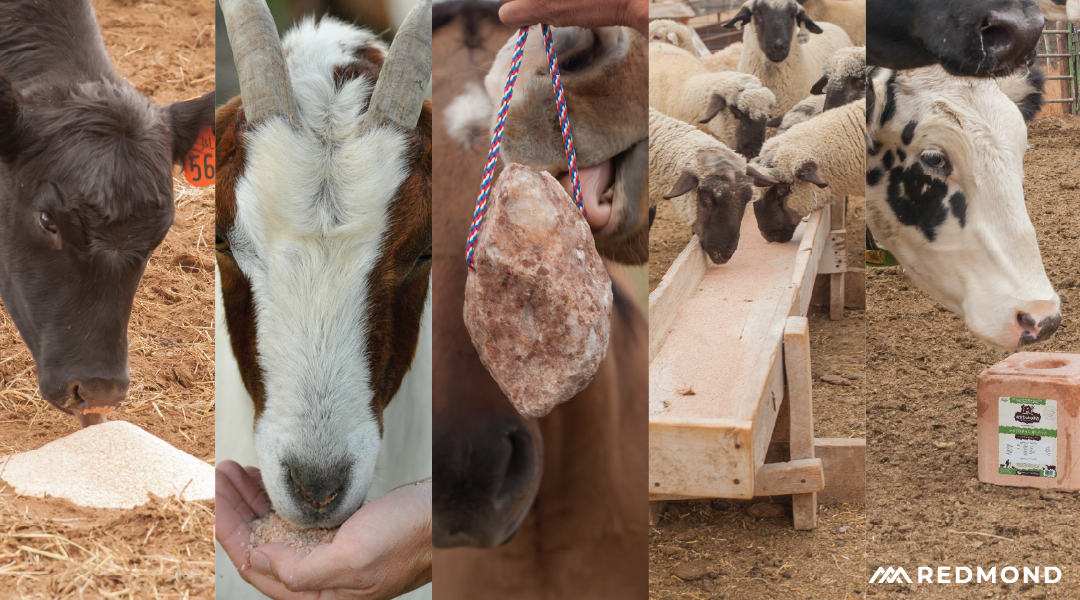 Livestock Mineral Feeding Tips: Blocks vs. Loose Minerals