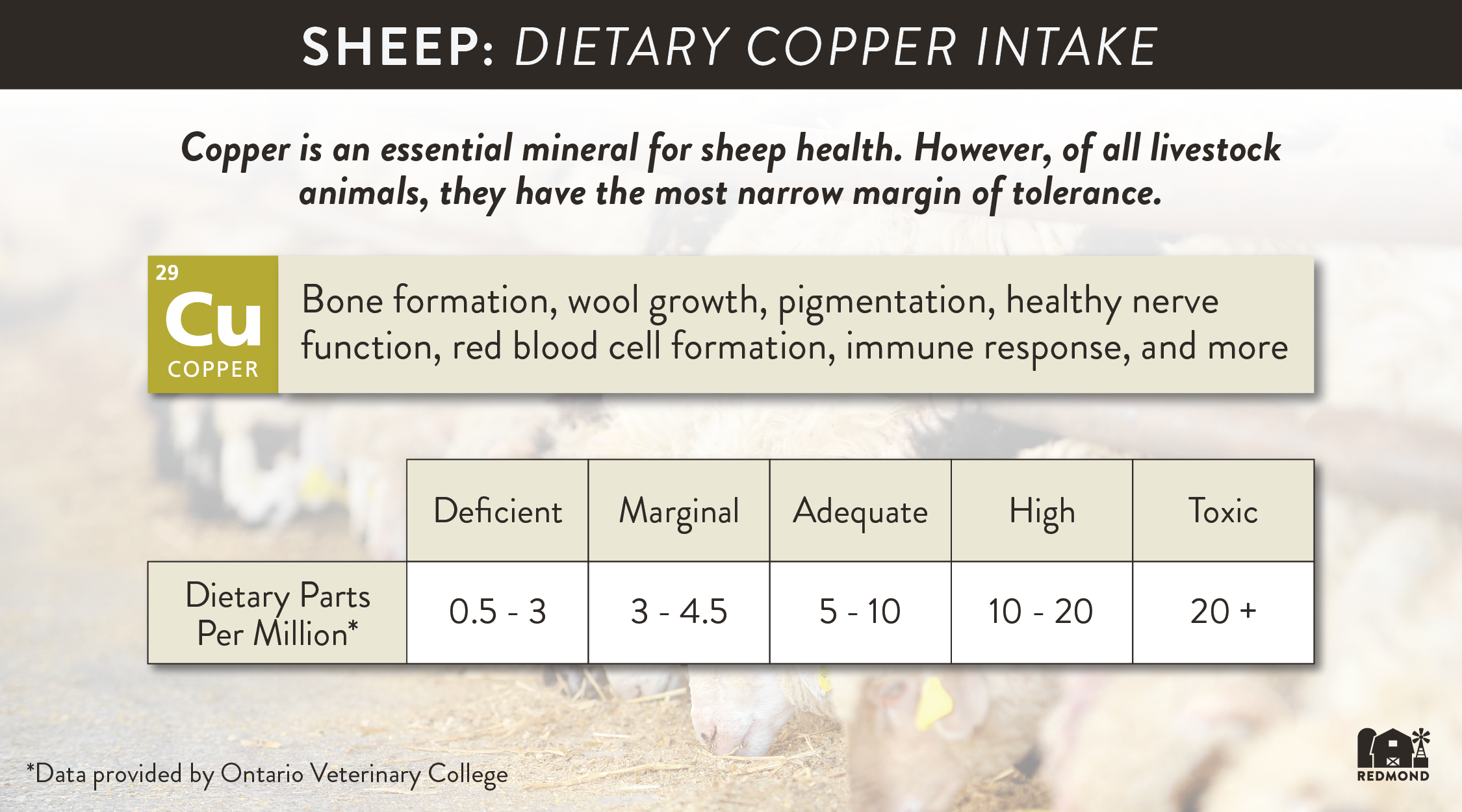 Copper Poisoning In Sheep