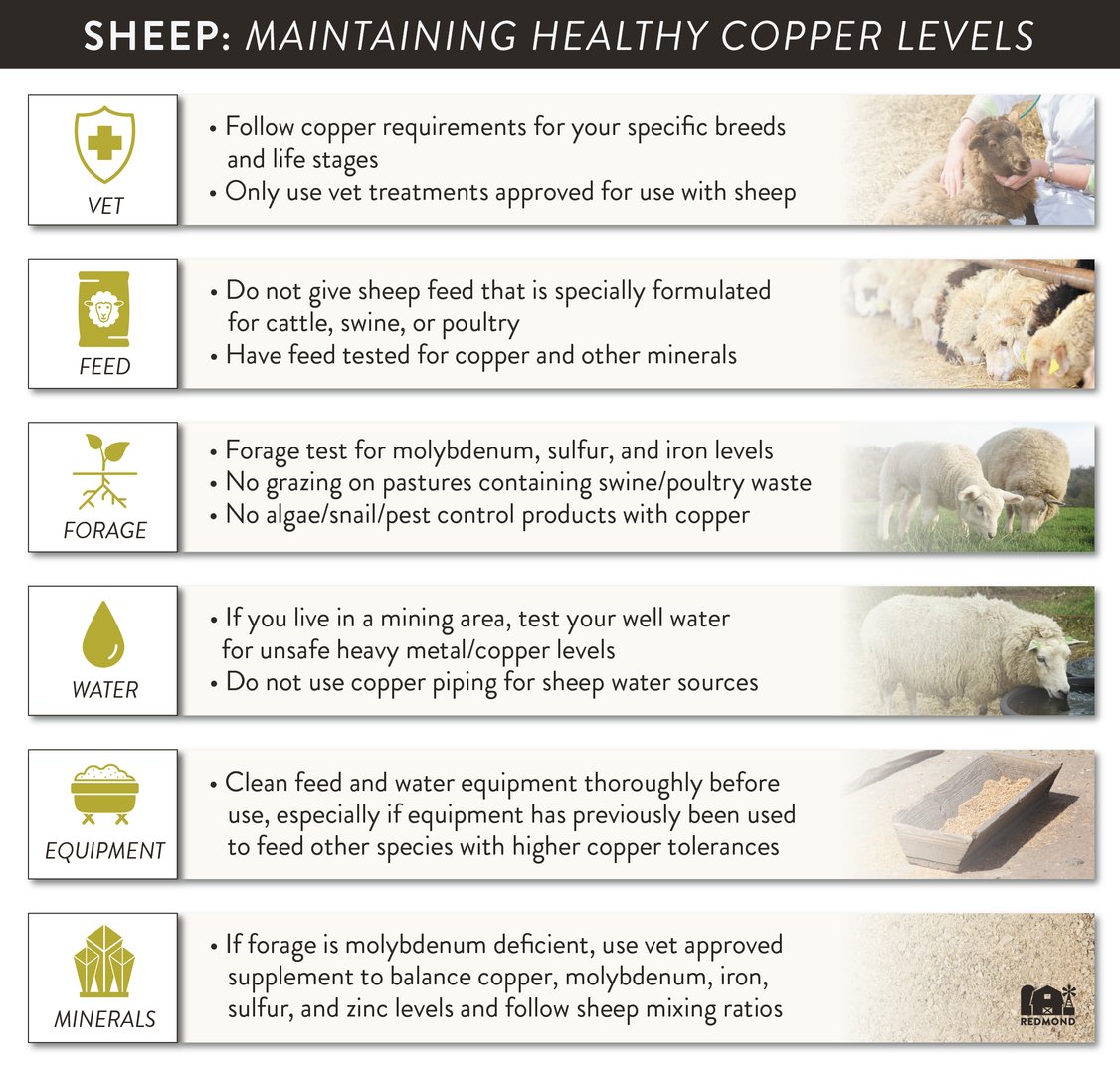 Copper Poisoning In Sheep