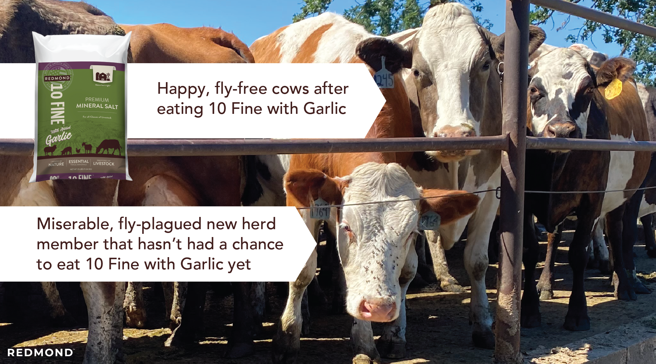 Garlic for Cattle: Which Form is Best?