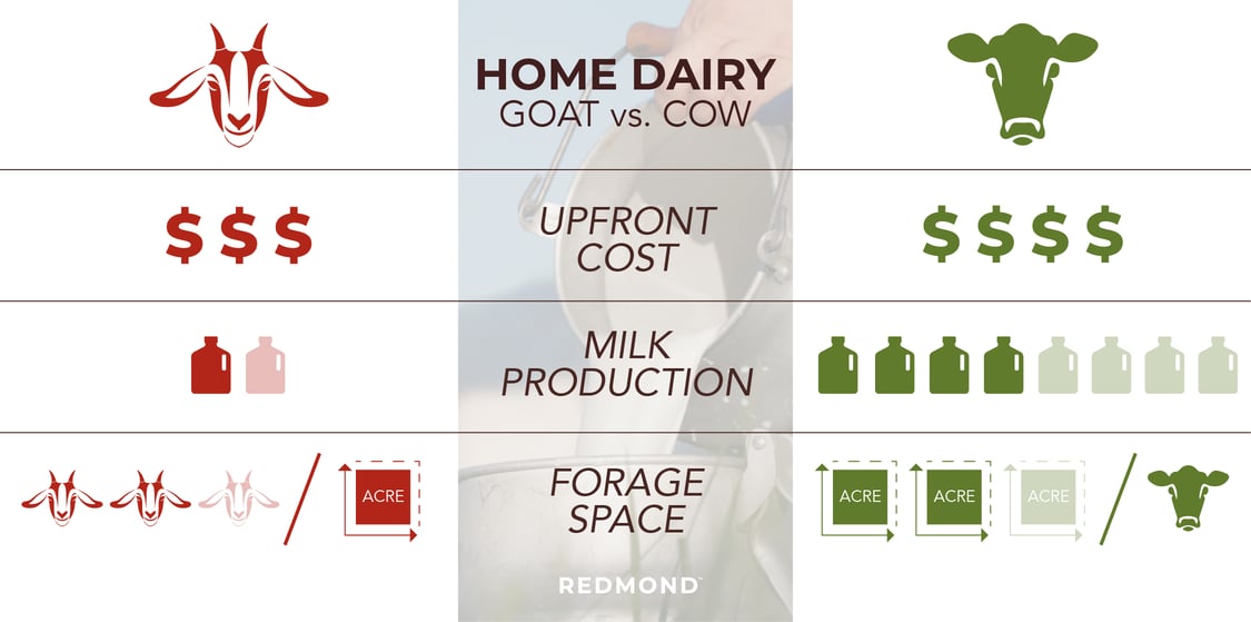 Homesteading Dairy: Goats vs. Cows