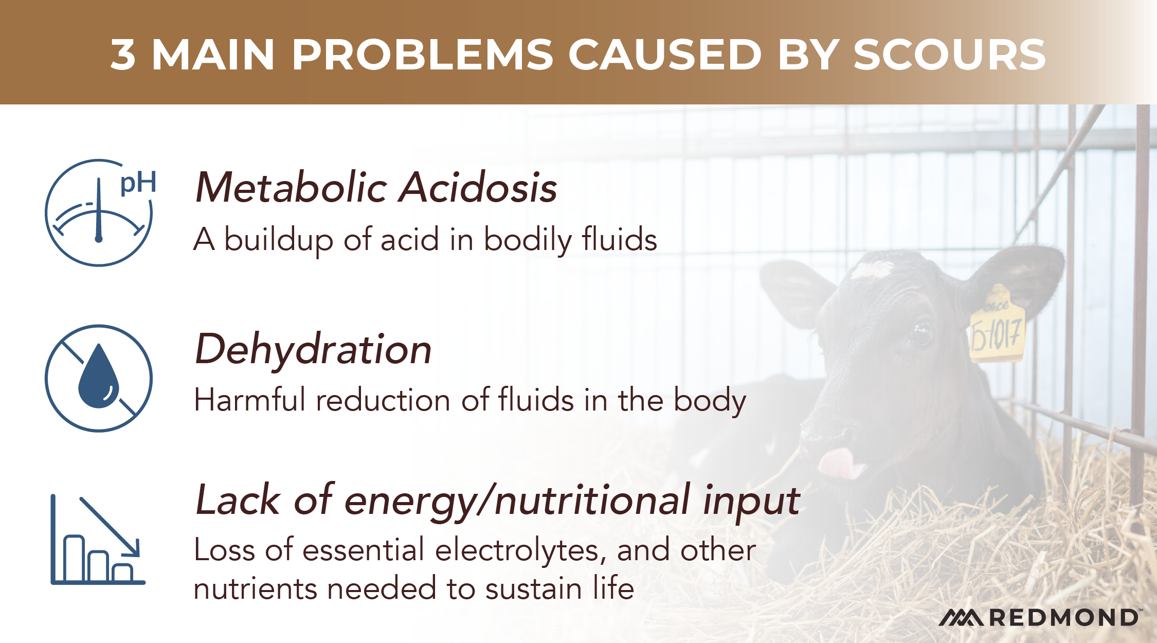 How To Naturally Treat and prevent Scours in Calves