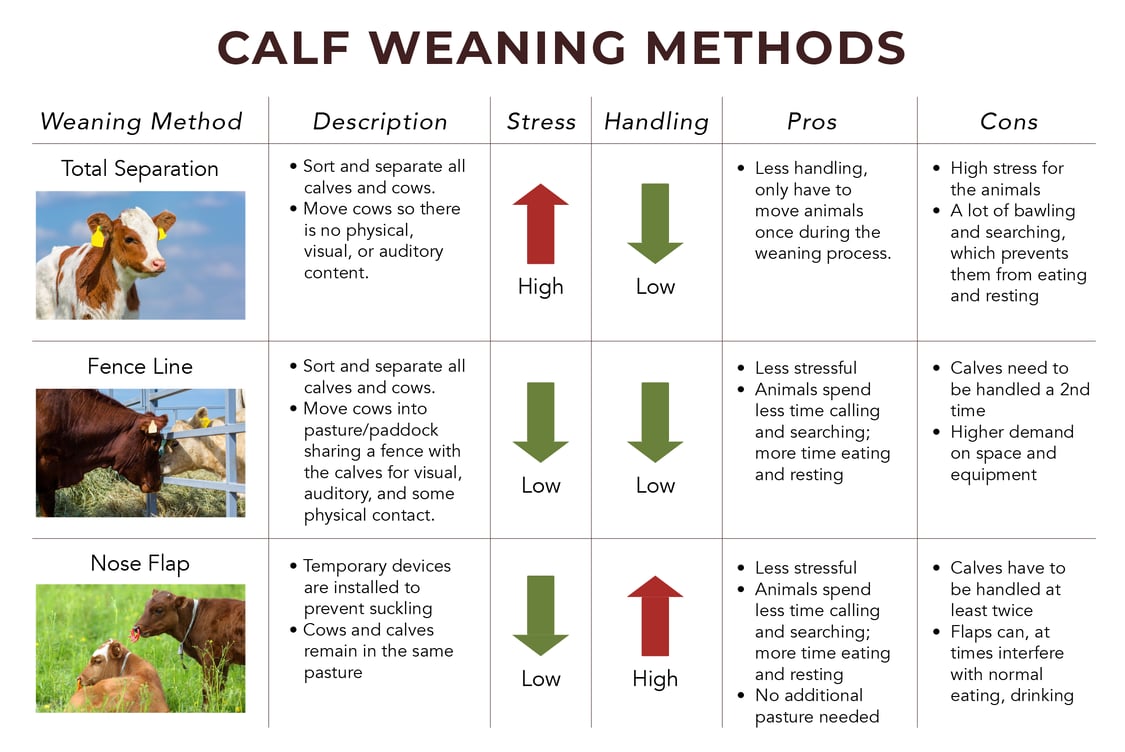 Low-Stress Livestock Weaning