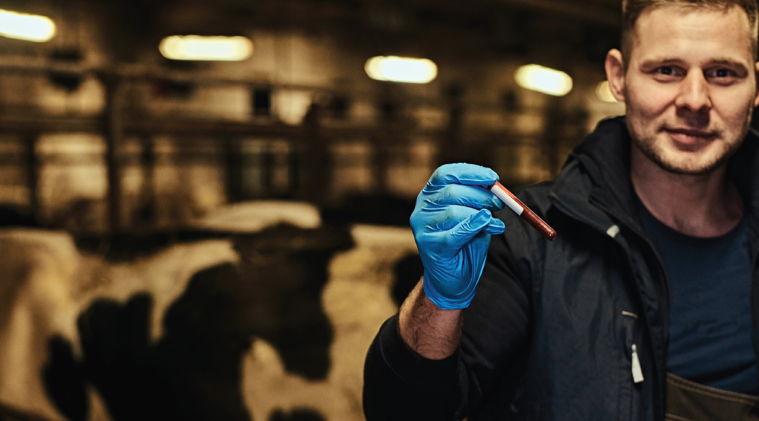 Preventing Grass Tetany