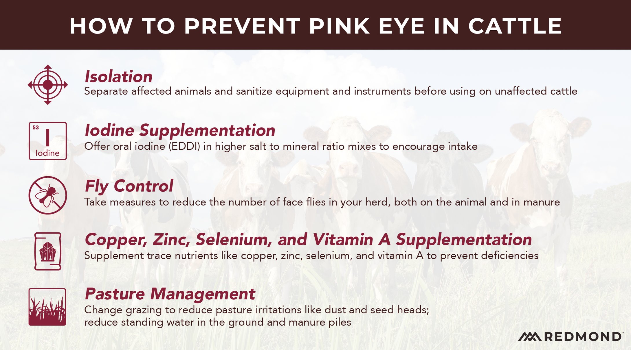 How to Prevent Pink Eye in Cattle