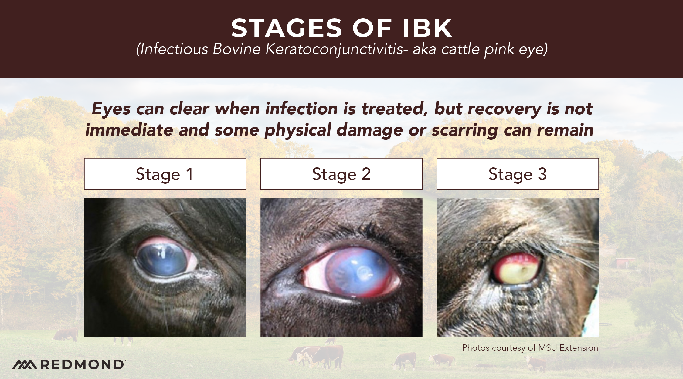 How to Prevent Pink Eye in Cattle
