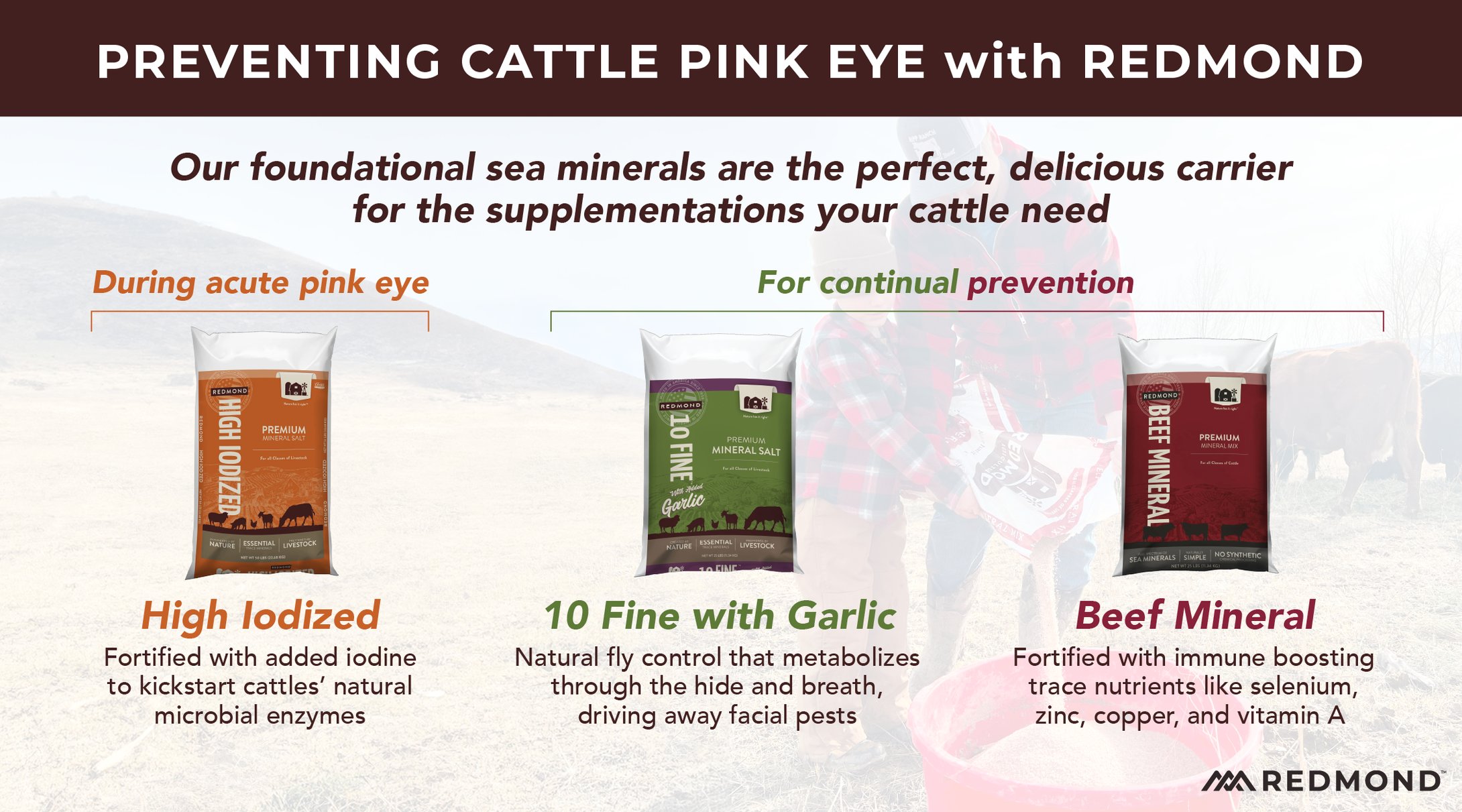 How to Prevent Pink Eye in Cattle