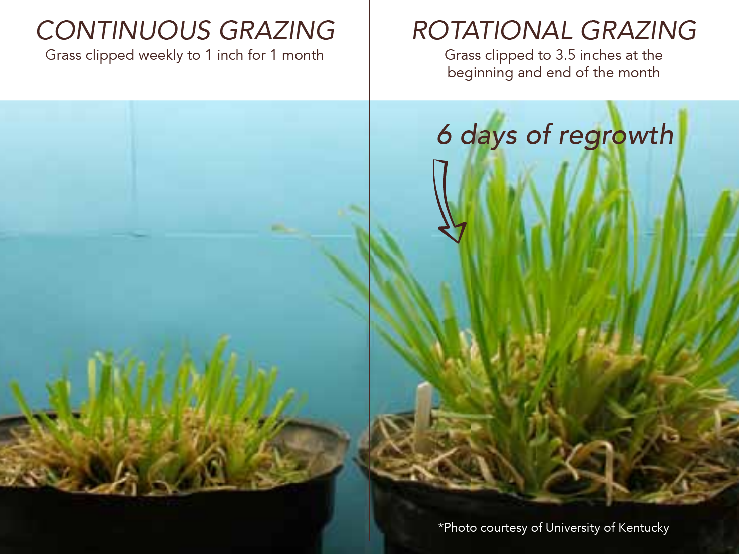Rotational Grazing: Benefits and How to Get Started