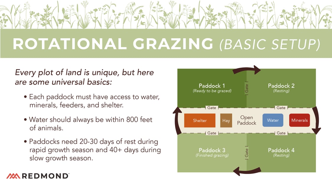 Rotational Grazing: Benefits and How to Get Started