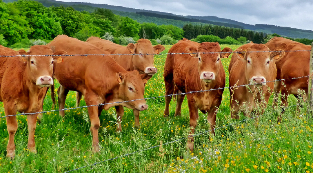 Rotational Grazing: Benefits and How to Get Started