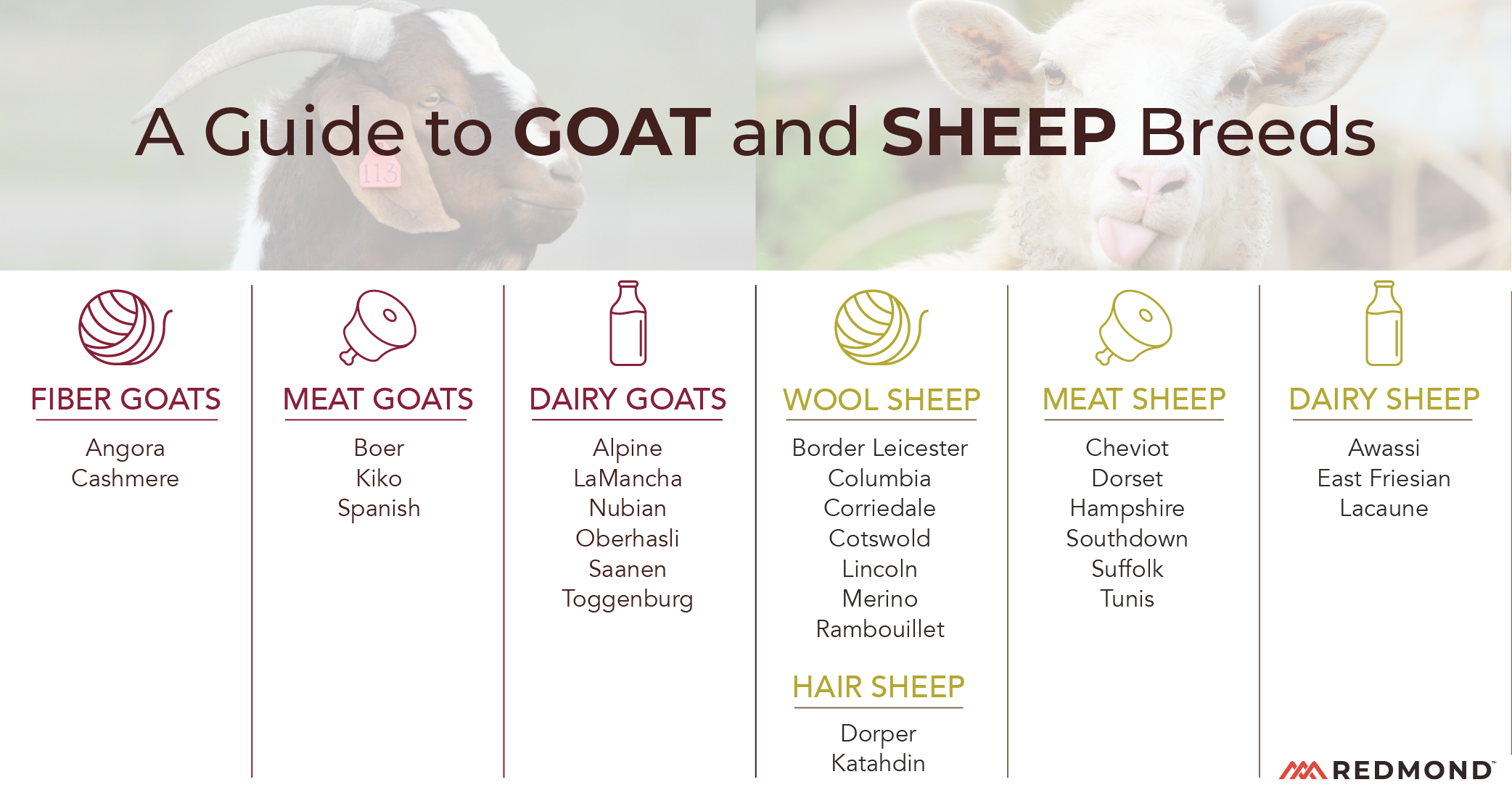 Raising Goats vs. Sheep
