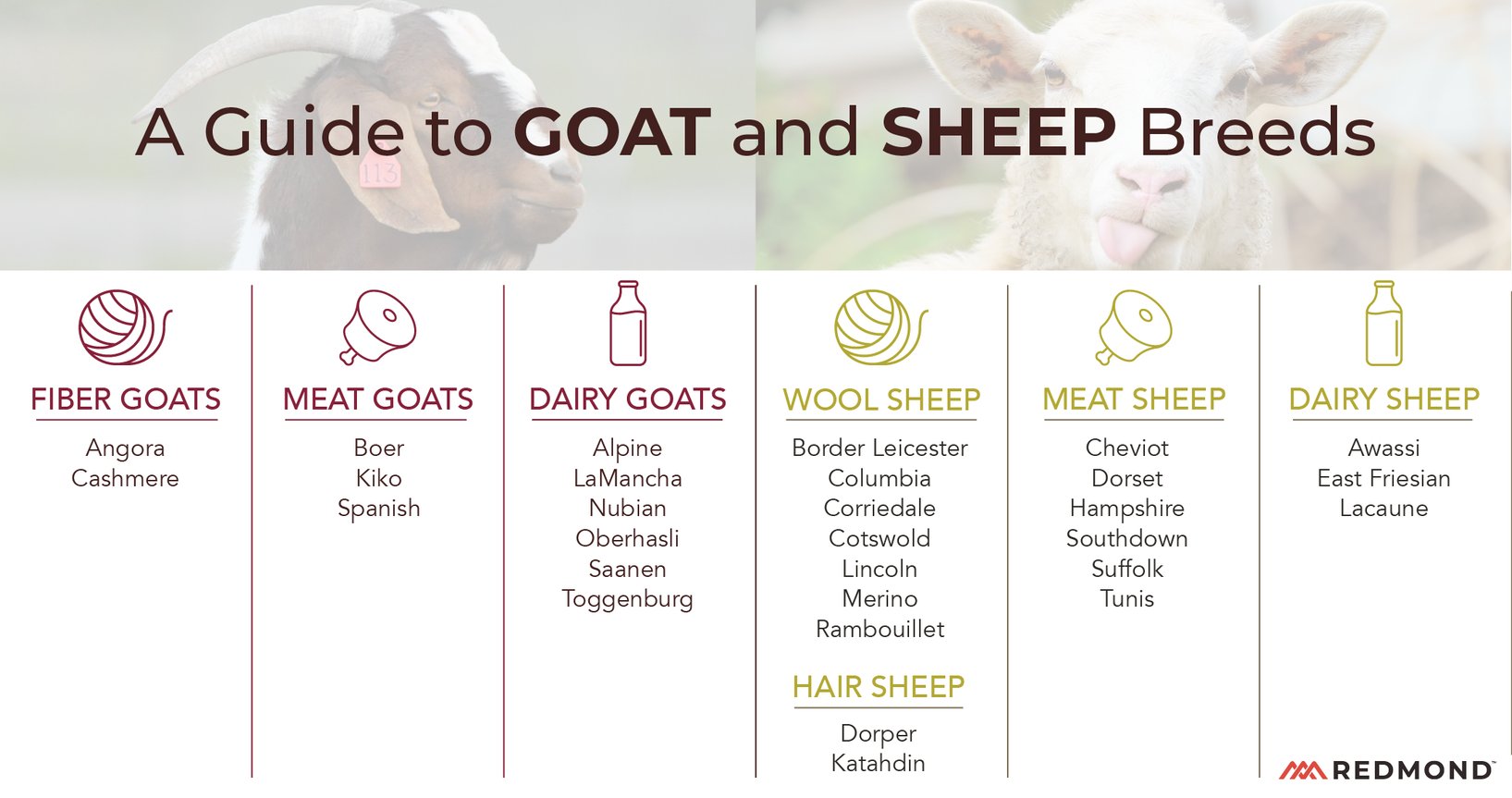 Raising Goats vs. Sheep