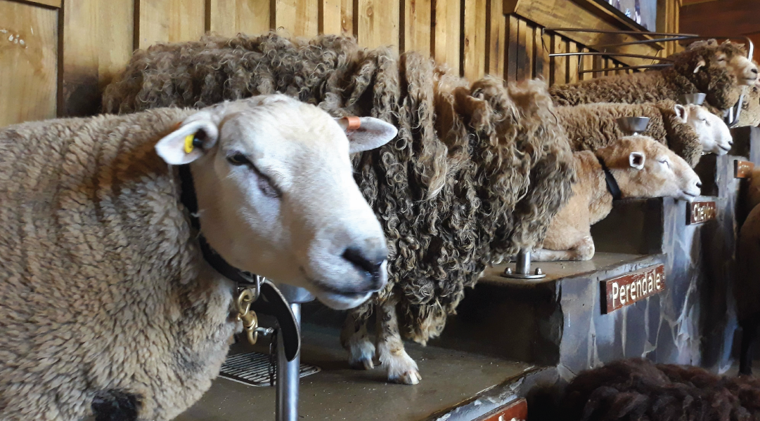 8 Tips for Starting Sheep Farming