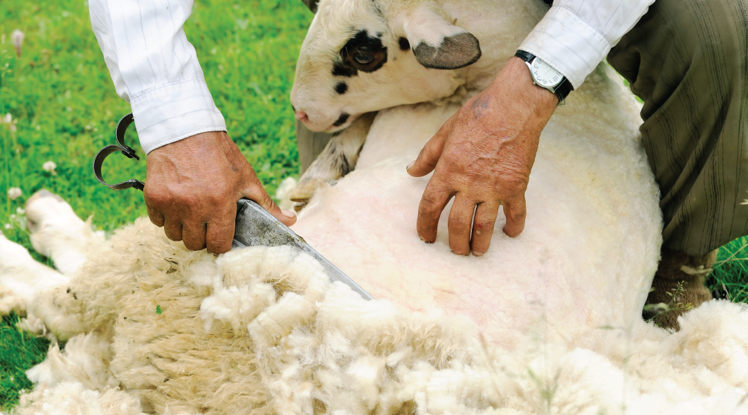 8 Tips for Starting Sheep Farming